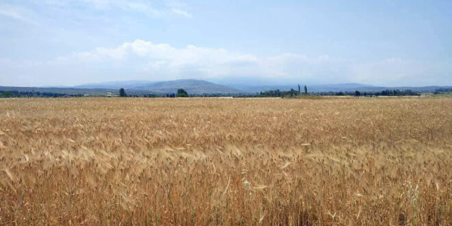 Homs Agriculture Directorate announces early harvesting of wheat in ...